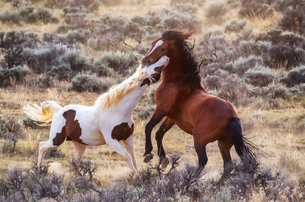 Howling Wild, LE - Deb Lee Carson